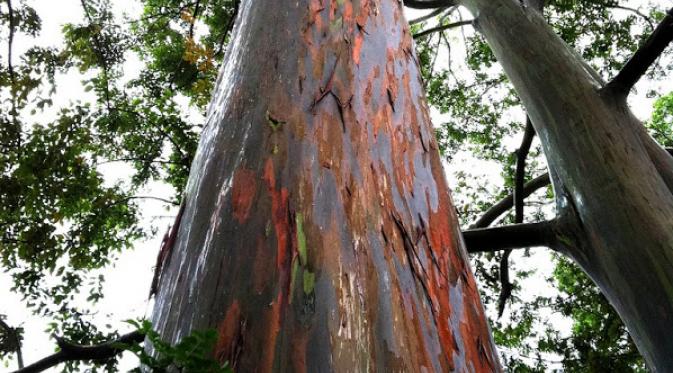 Pohon Berwarna Pelangi yang Memukau - Lifestyle Liputan6.com